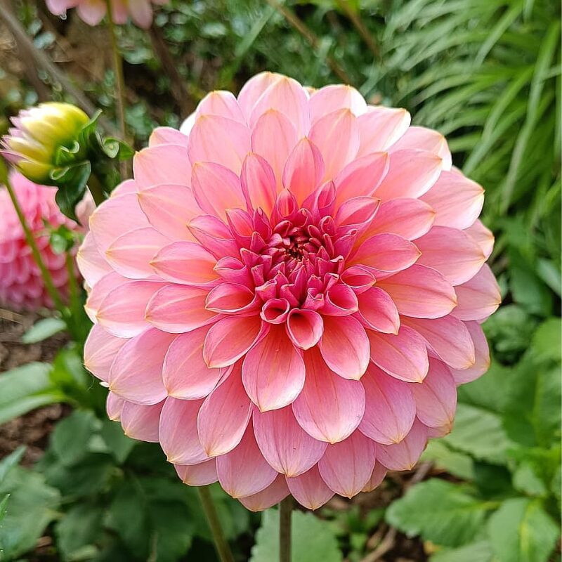 Dahlia Hapet® Daisy - Zeliny z doliny