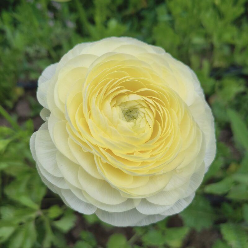Ranunculus Elegance® Cream - Zeliny z doliny